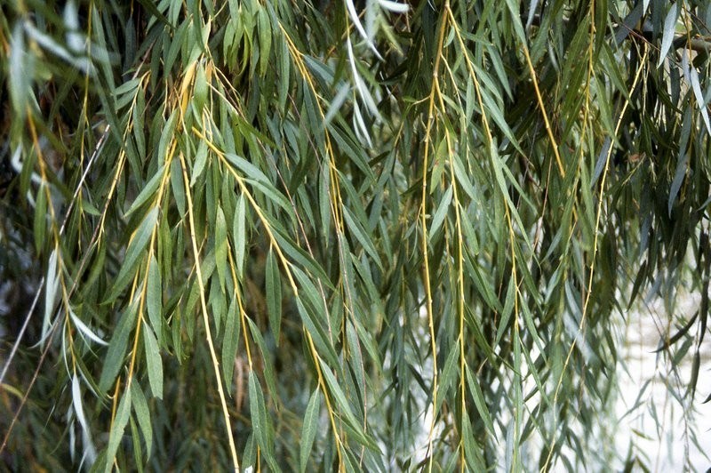 Weeping Willow Leaves