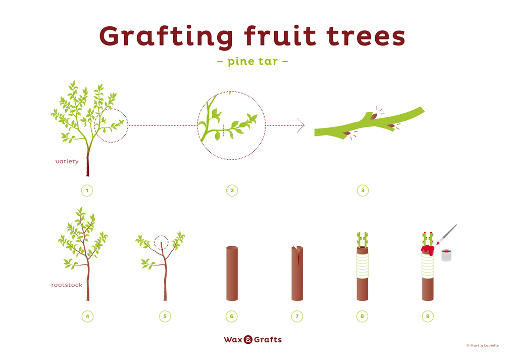 Grafting Fruit Trees The Tree Center™