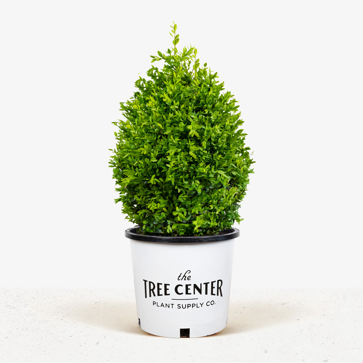 American Boxwood For Sale | The Tree Center