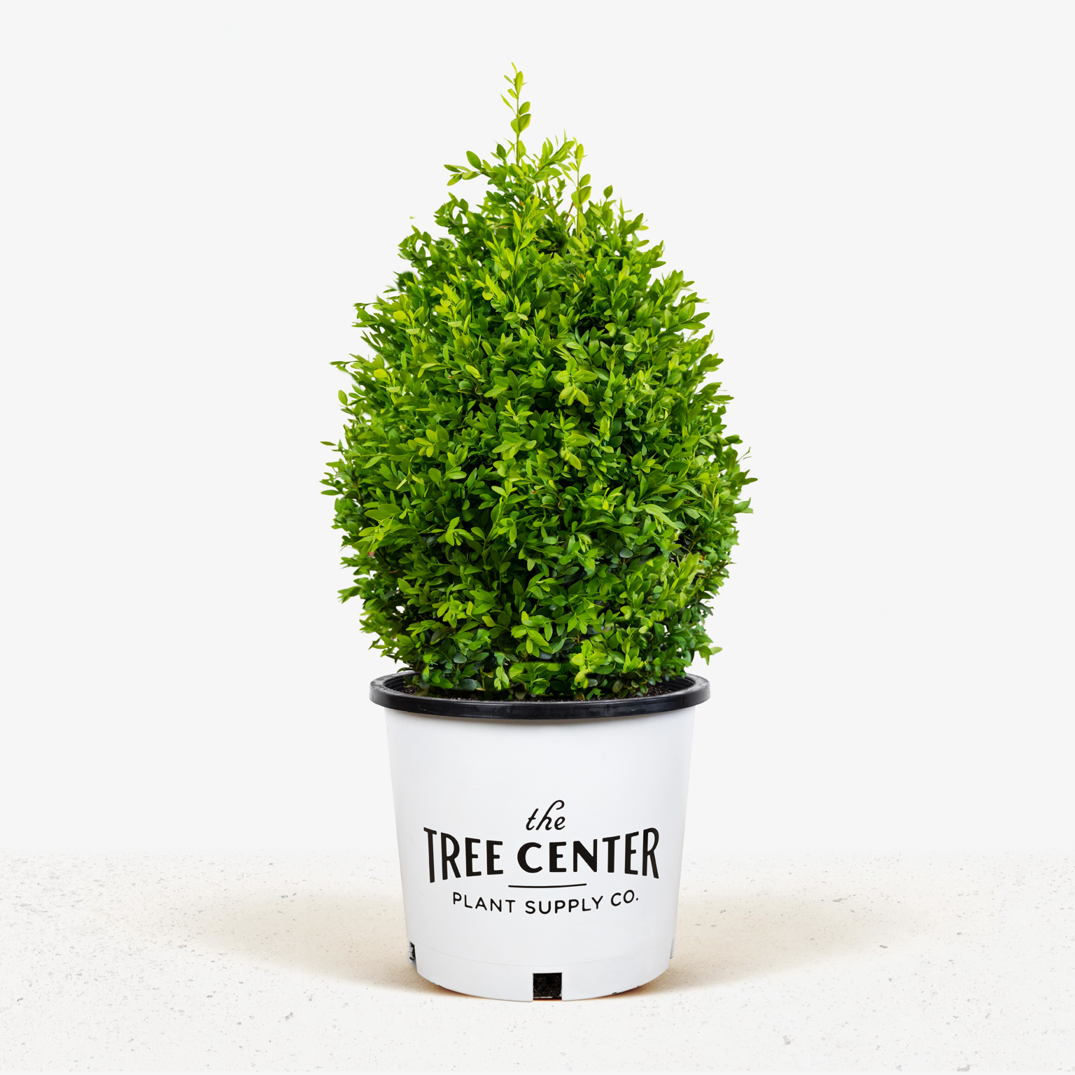 American Boxwood For Sale | The Tree Center