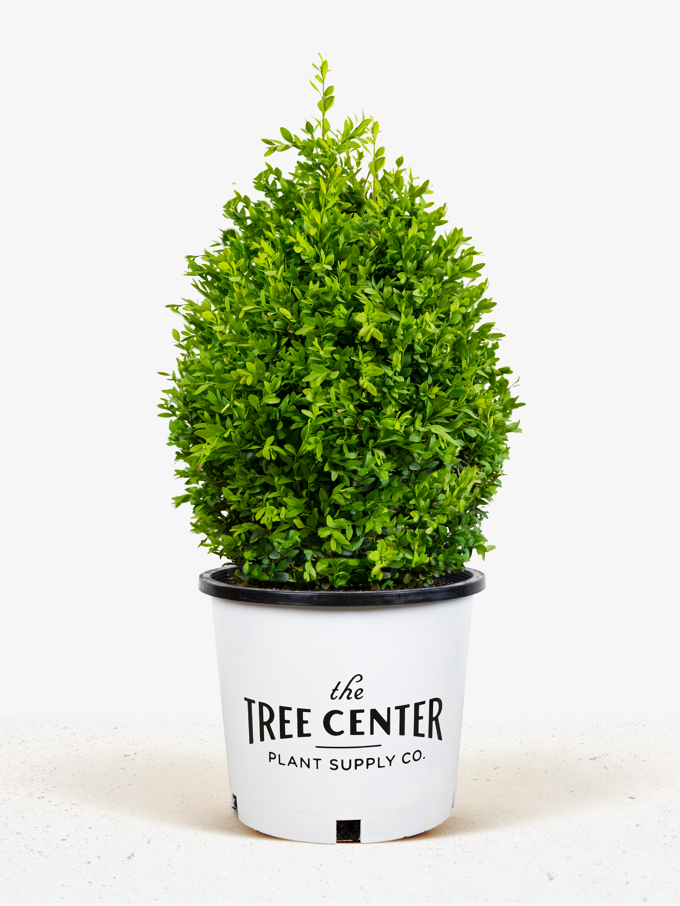How To Plant Boxwood Shrubs | Guide to Planting Boxwoods