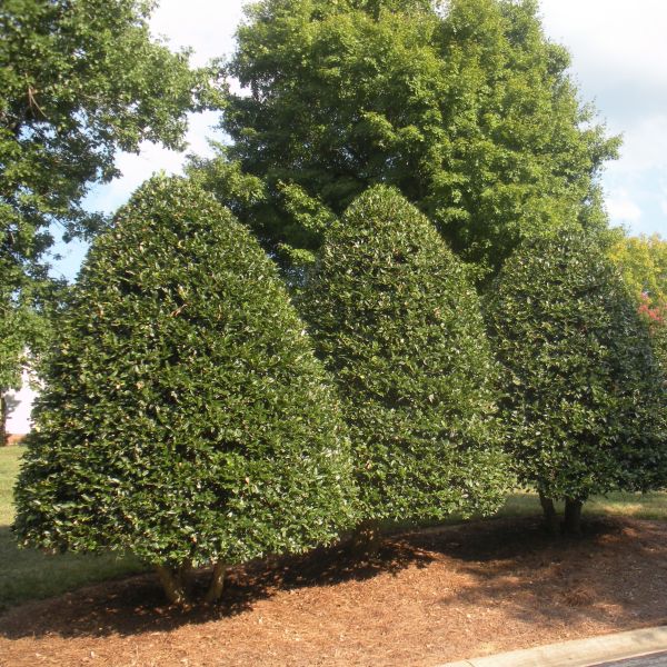 Best Screening Trees | Complete Guide to Best Privacy Trees