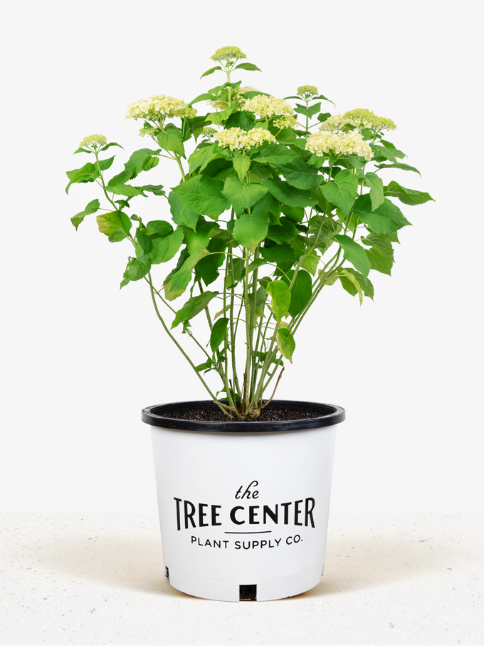 Ruby Slippers Hydrangea For Sale Online | The Tree Center