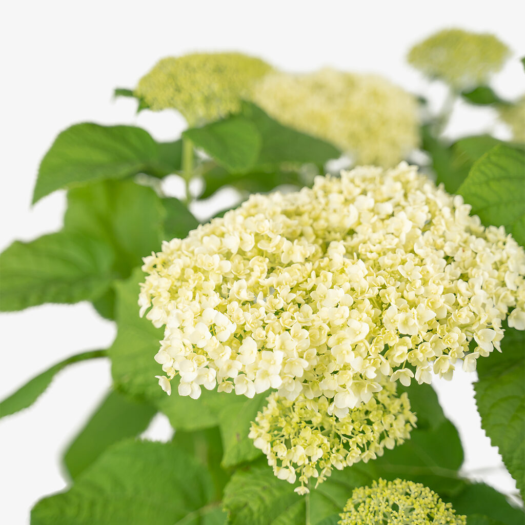 Annabelle Hydrangea For Sale | The Tree Center