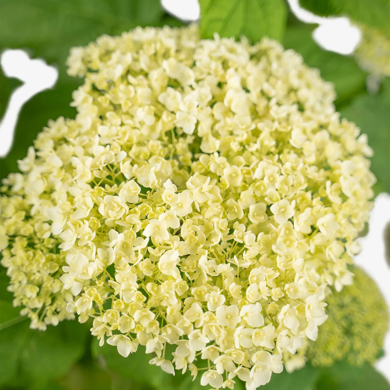 Annabelle Hydrangea For Sale | The Tree Center