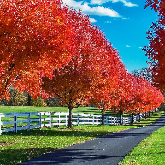 Autumn Blaze Maple Tree | Autumn Blaze Maple