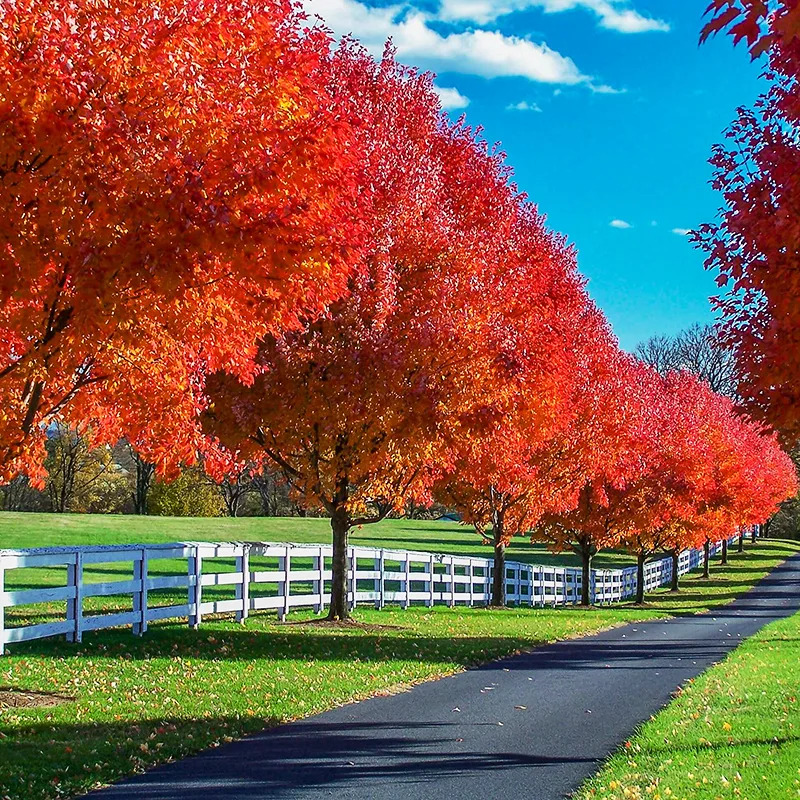 Autumn Blaze Maple Tree | Autumn Blaze Maple