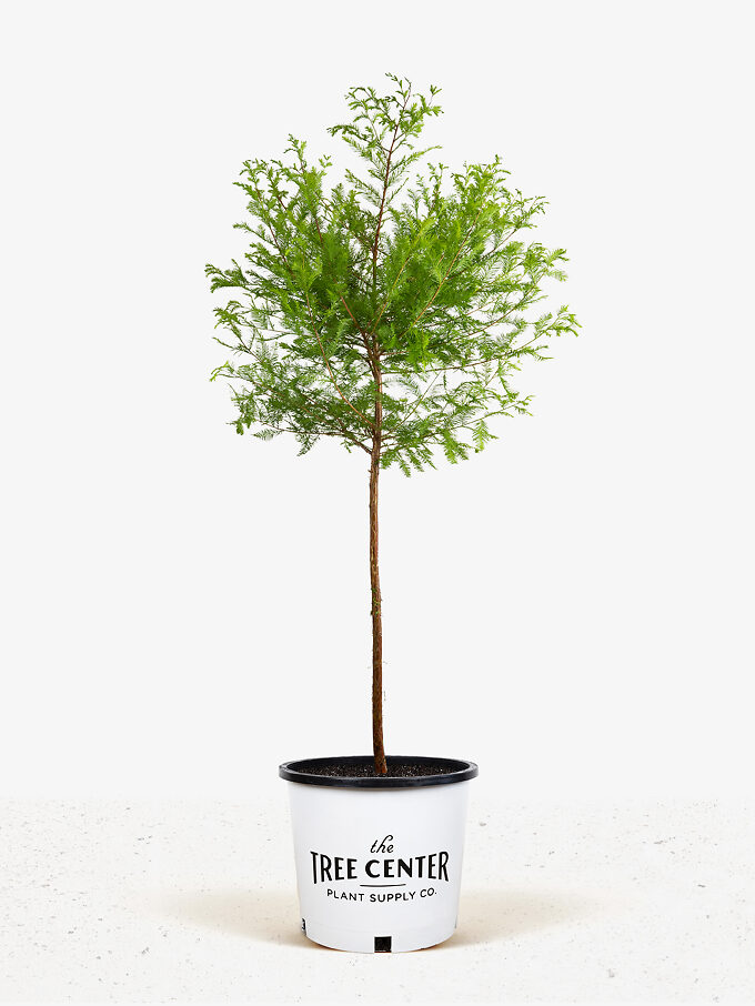 How to Plant Leyland Cypress Trees | Planting & Spacing Guide for the ...