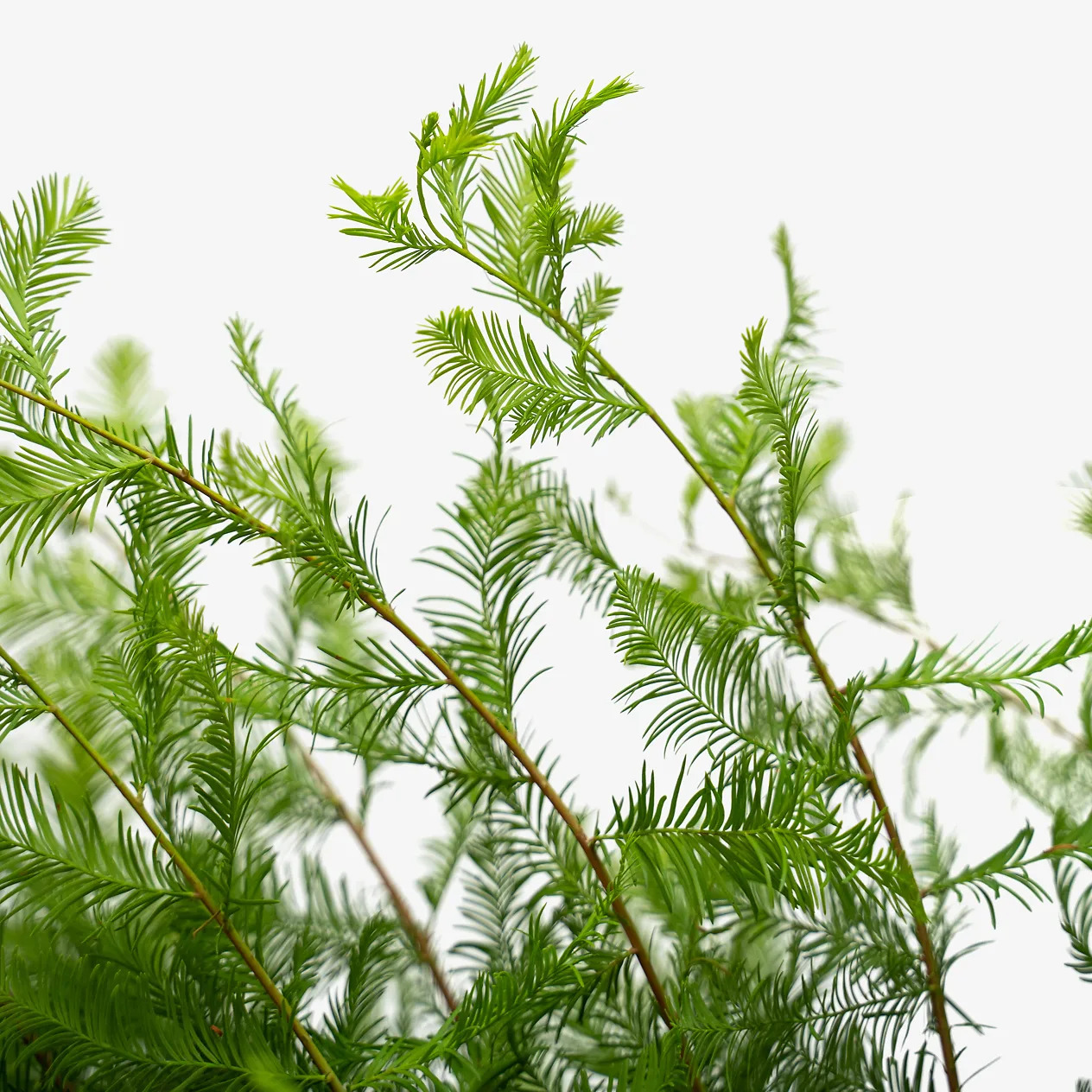 Bald Cypress Tree For Sale | The Tree Center