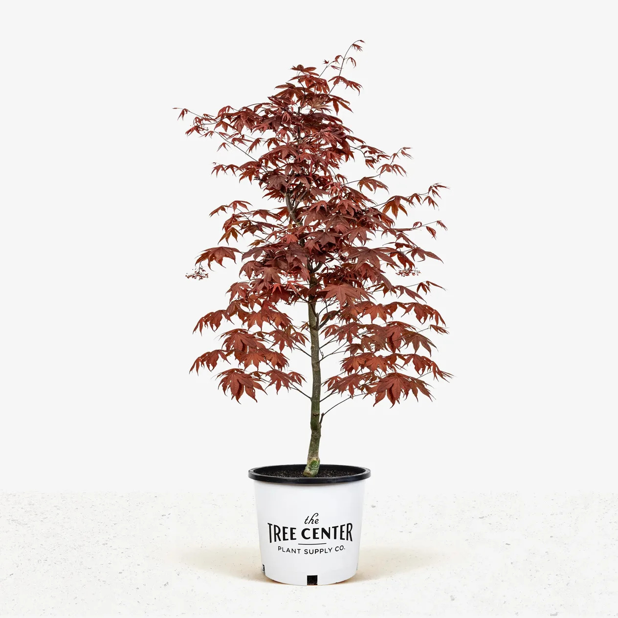 Bloodgood Japanese Maple | The Tree Center