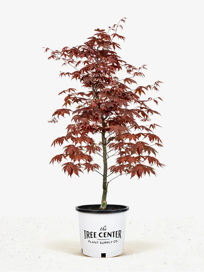 Missouri Trees For Sale | Guide to Buying Trees In Missouri