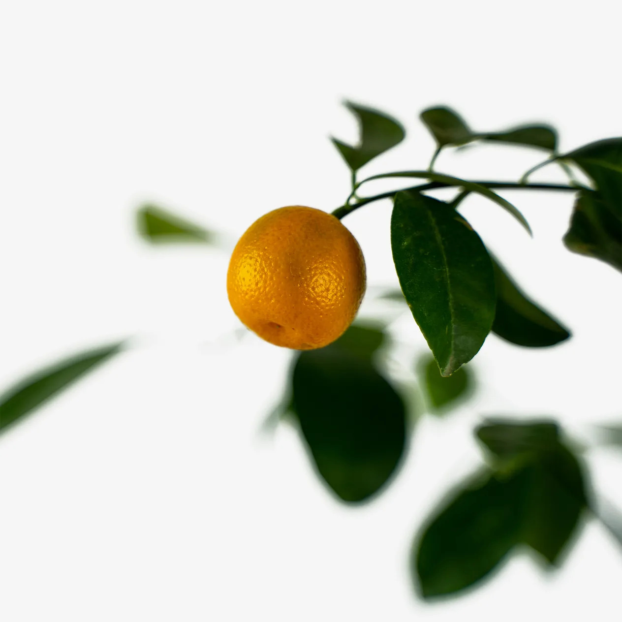 Calamondin Orange Tree For Sale Online | The Tree Center