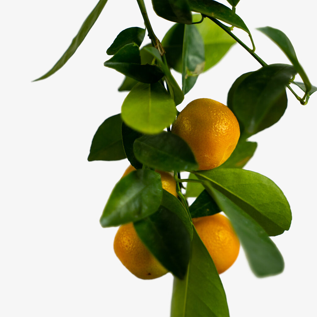 Calamondin Orange Tree For Sale Online | The Tree Center