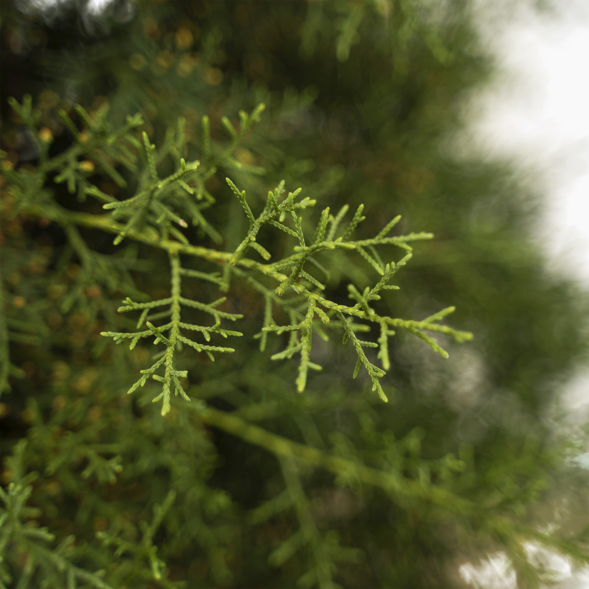 Arizona Cypress - Drought Tolerant | The Tree Center