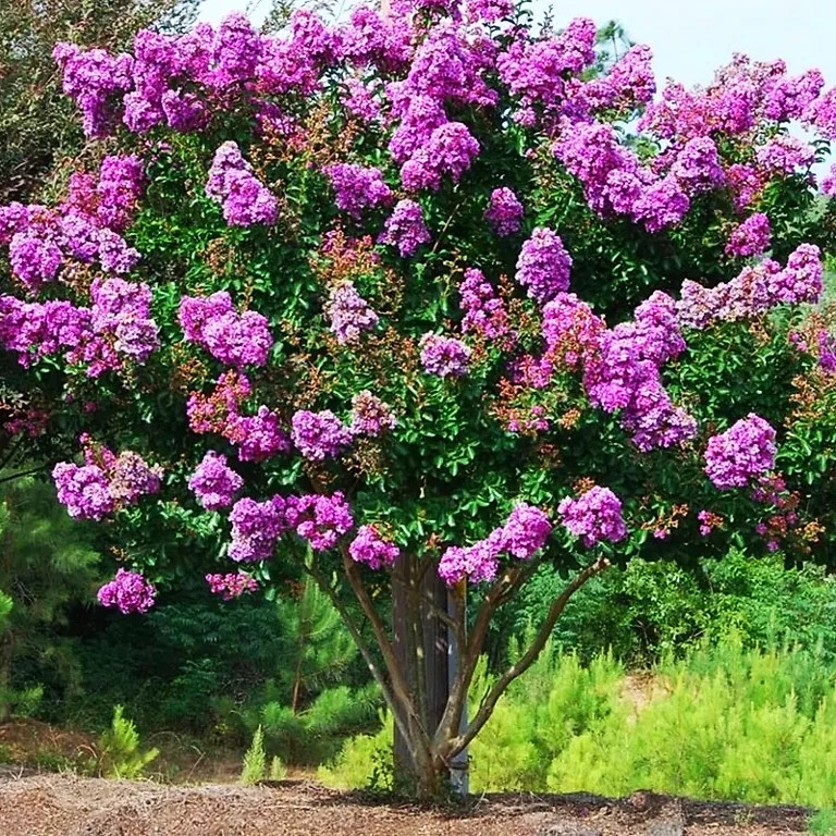 Buy Catawba Crape Myrtle Online | The Tree Center