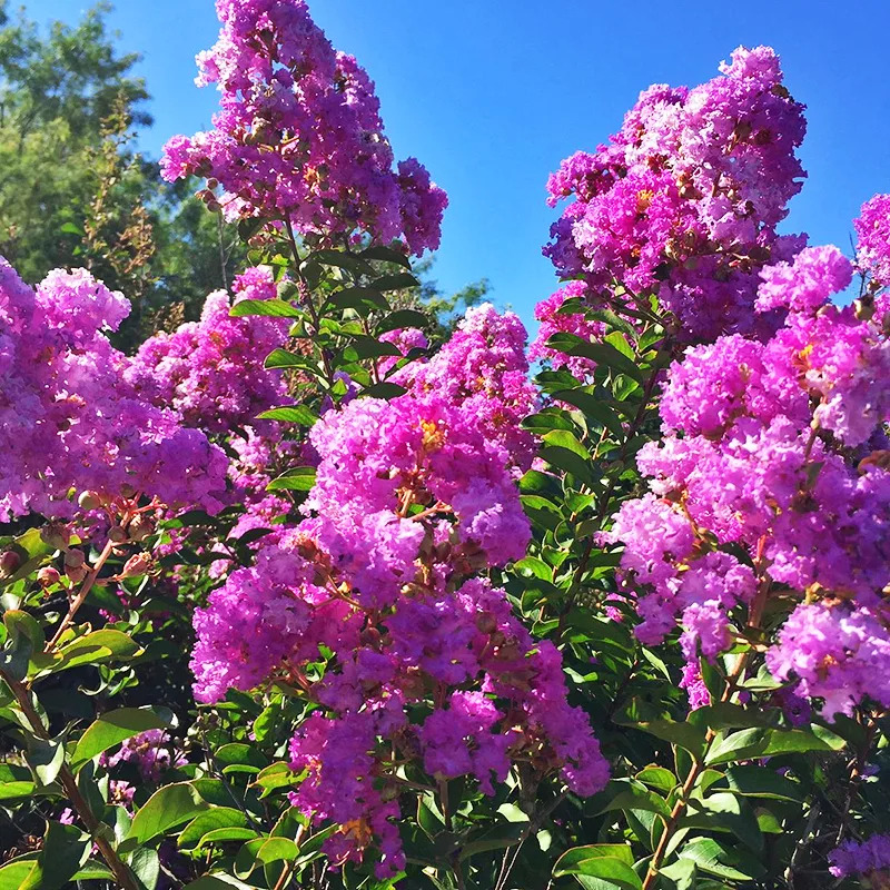 Buy Catawba Crape Myrtle Online | The Tree Center Buy Catawba Crape Myrtle Online | The Tree Center