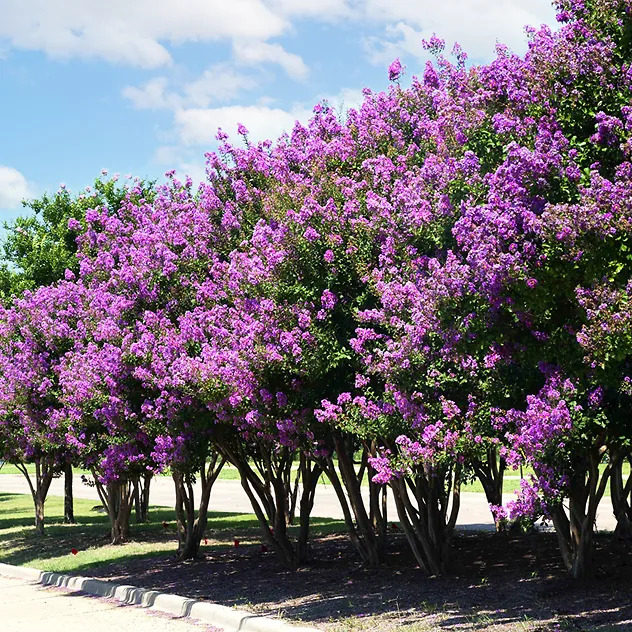 Buy Catawba Crape Myrtle Online | The Tree Center Buy Catawba Crape Myrtle Online | The Tree Center