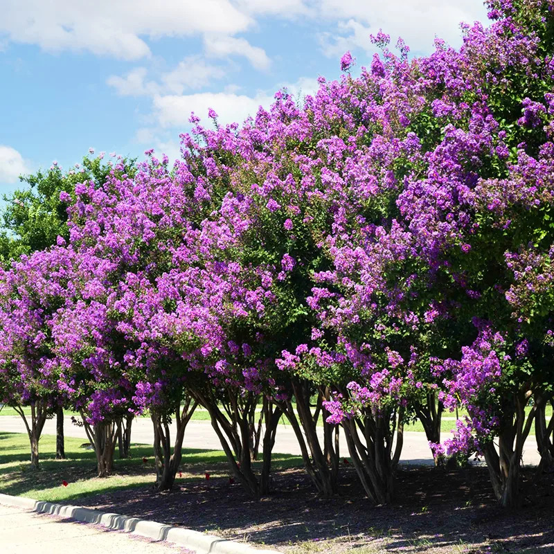 Buy Catawba Crape Myrtle Online | The Tree Center Buy Catawba Crape Myrtle Online | The Tree Center