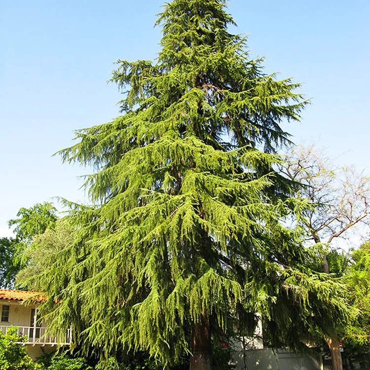 Deodar Cedar Tree For Sale Online | The Tree Center