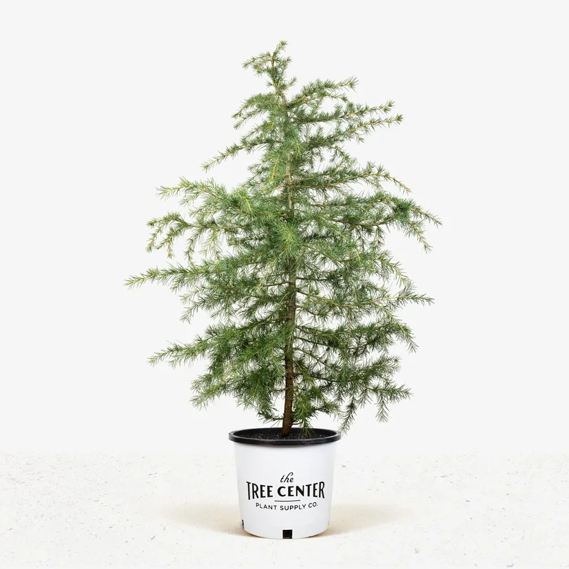 Deodar Cedar Tree For Sale Online | The Tree Center