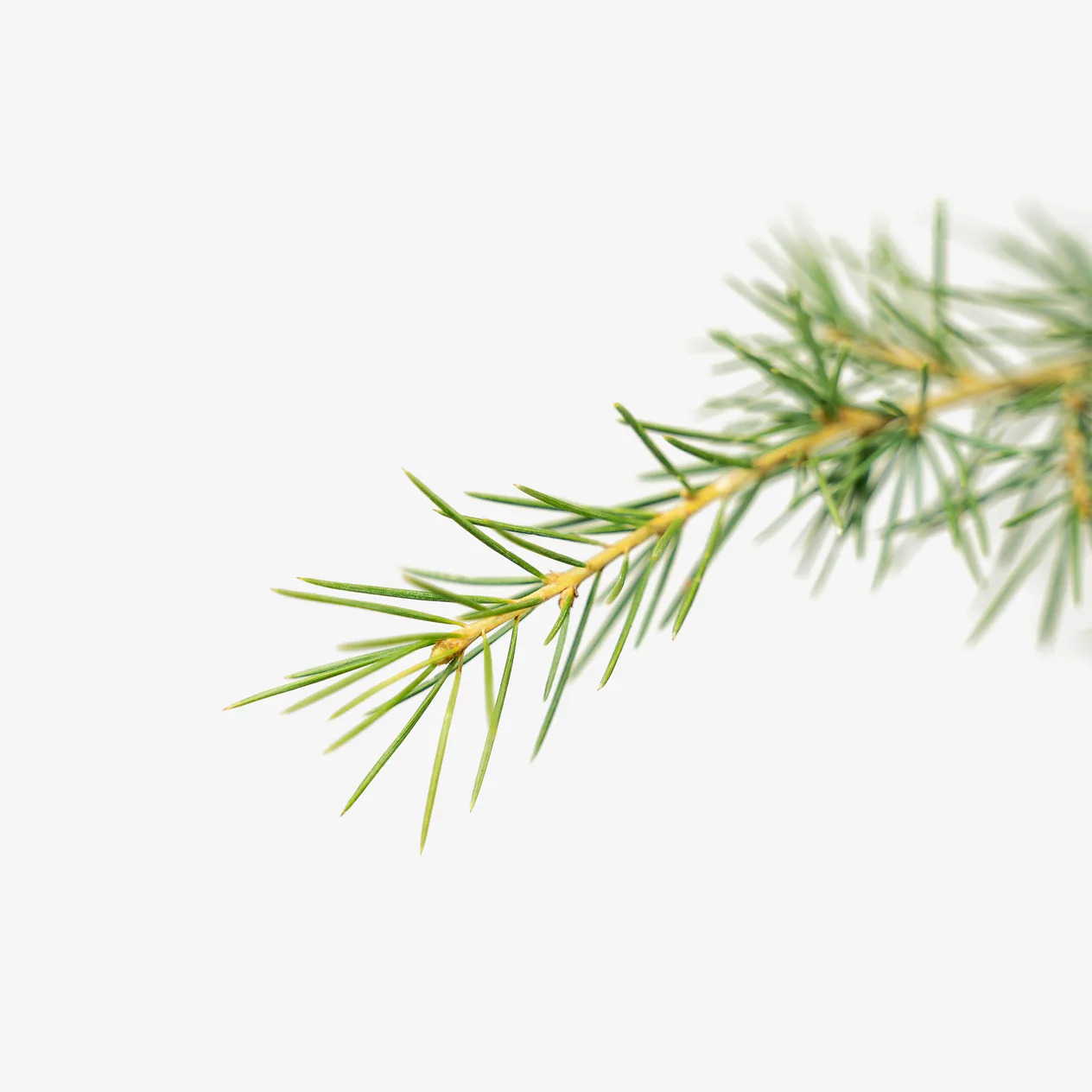 Deodar Cedar Tree For Sale Online | The Tree Center