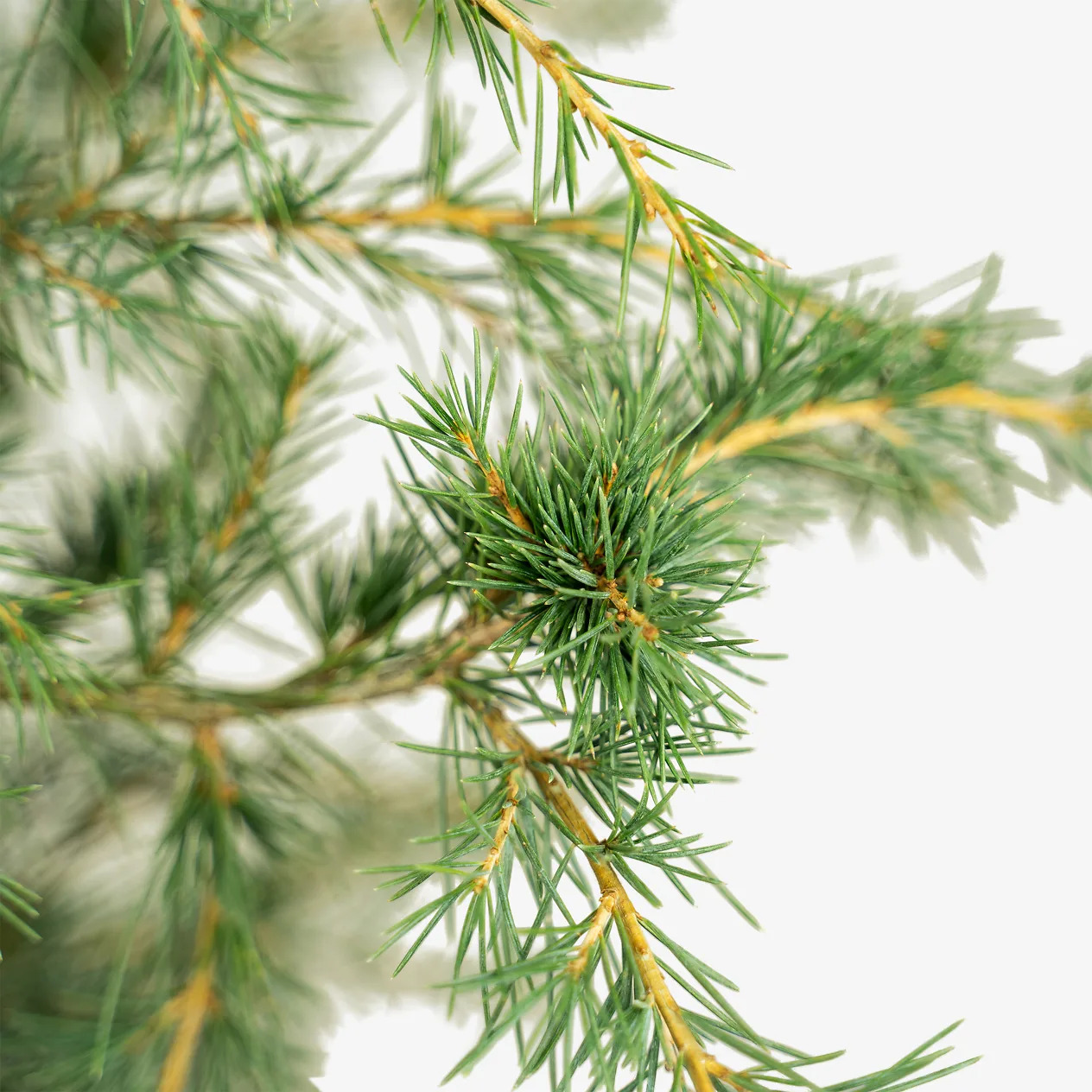 Deodar Cedar Tree For Sale Online | The Tree Center