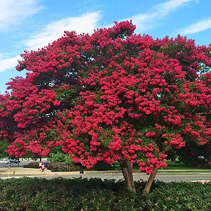 Dynamite Crape Myrtle For Sale Online | The Tree Center