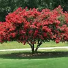 Dynamite Crape Myrtle For Sale Online | The Tree Center