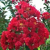 Dynamite Crape Myrtle For Sale Online | The Tree Center