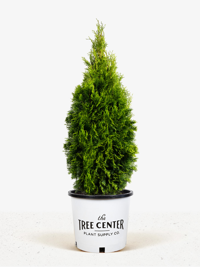 Alabama Trees For Sale | The Tree Center™