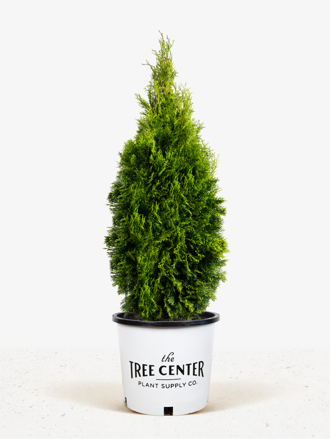Complete Thuja Green Giant Guide | Planting & Care Tips for Thuja Trees
