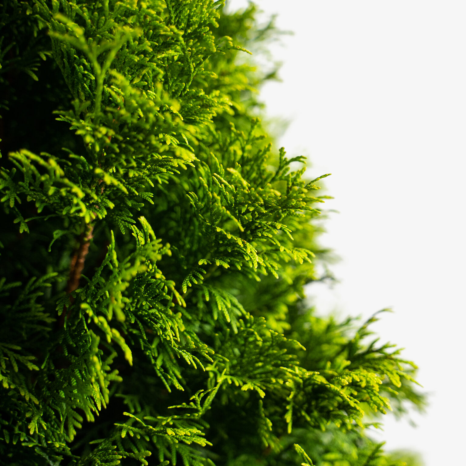 Emerald Green Arborvitae | Buy Emerald Thuja Online | The Tree Center