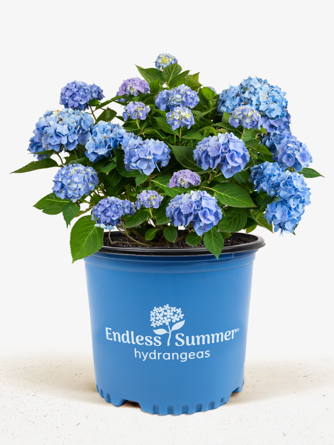 Hydrangeas For Sale Online | The Tree Center