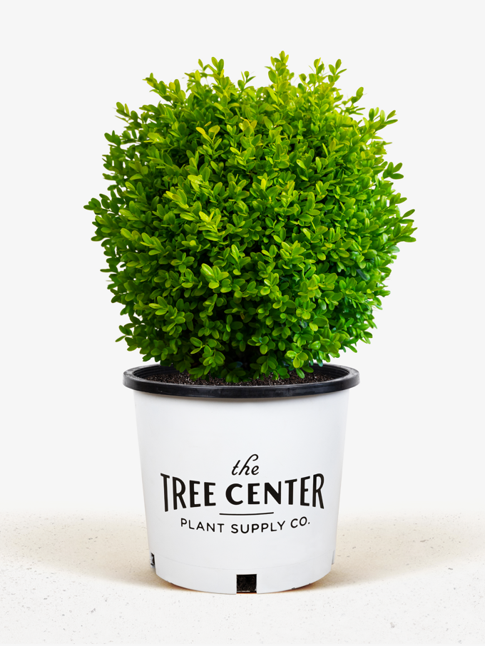 Choosing Boxwood Shrubs | Buying & Care Guide for Boxwood Shrubs