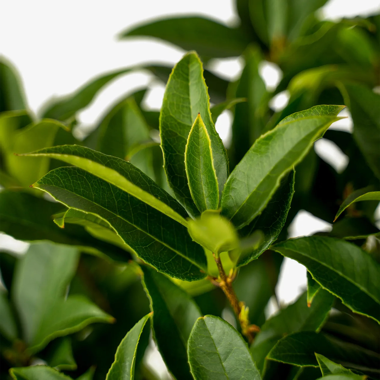 Osmanthus Tea Olive For Sale Online | The Tree Center