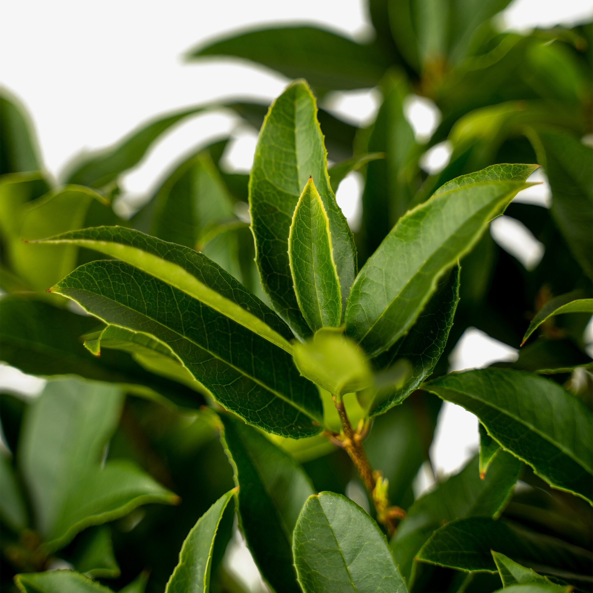 Osmanthus Tea Olive For Sale Online | The Tree Center