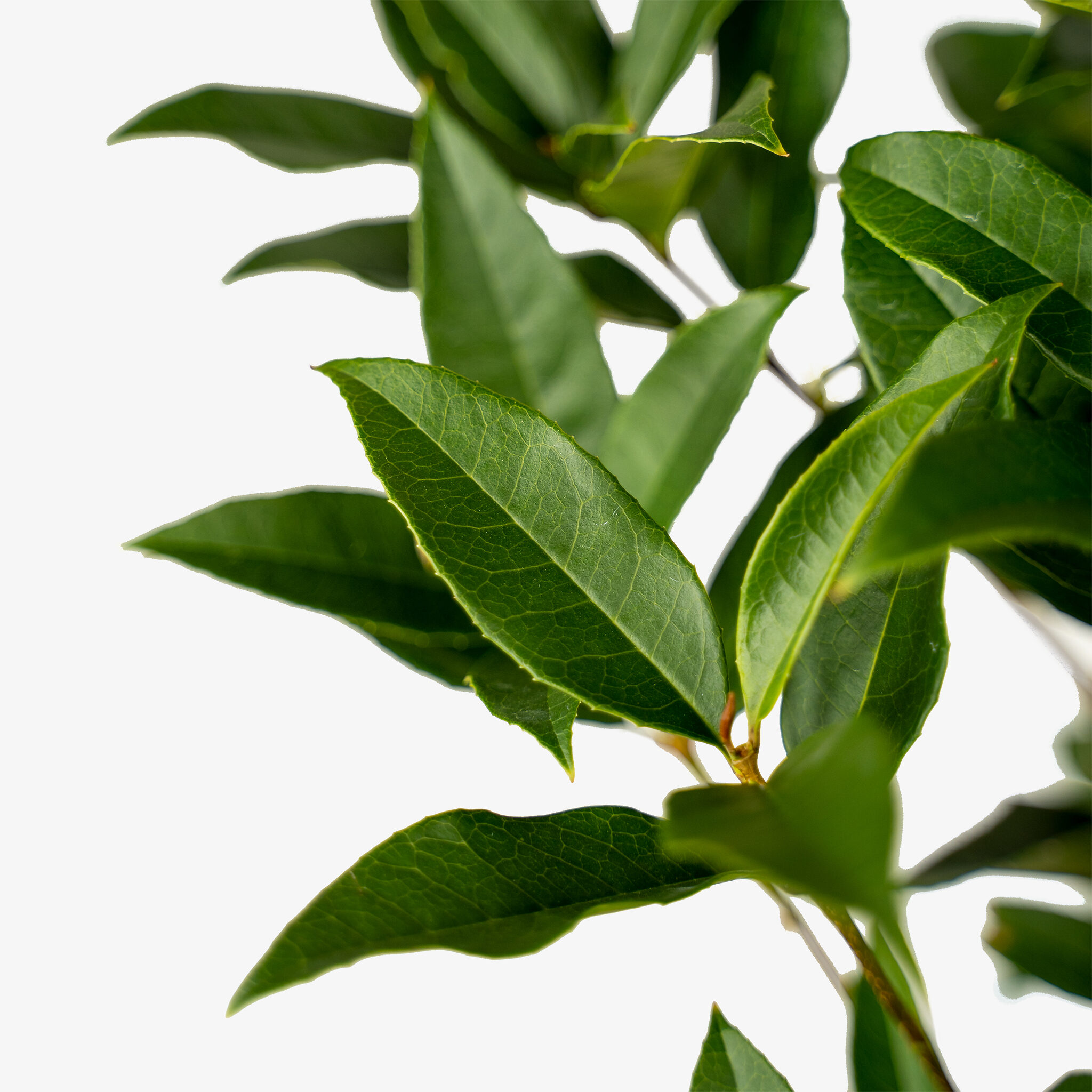 Osmanthus Tea Olive For Sale Online | The Tree Center