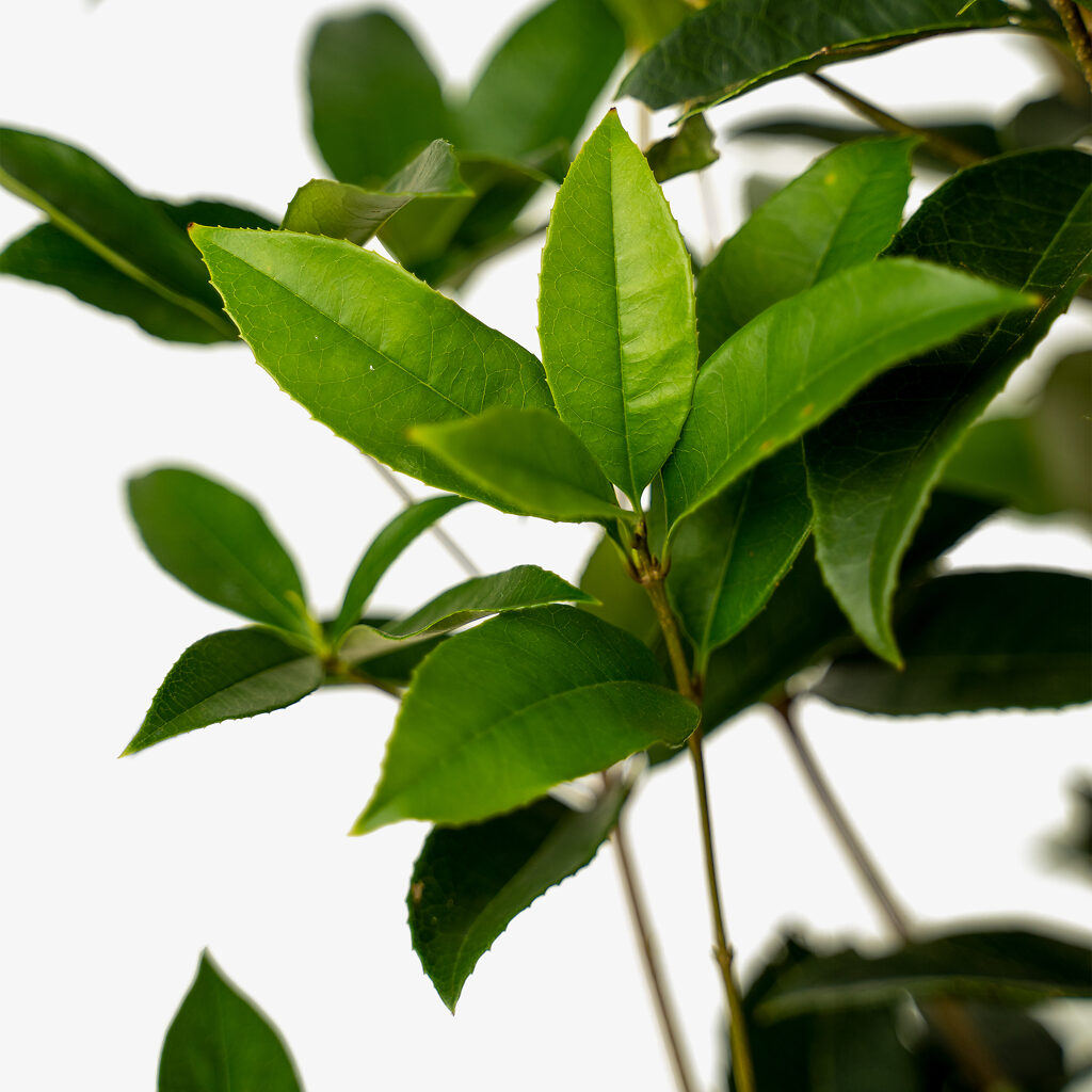 Osmanthus Tea Olive For Sale Online | The Tree Center