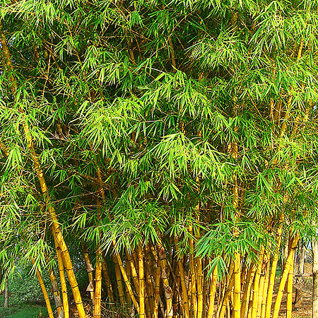 Golden Bamboo For Sale Online | The Tree Center