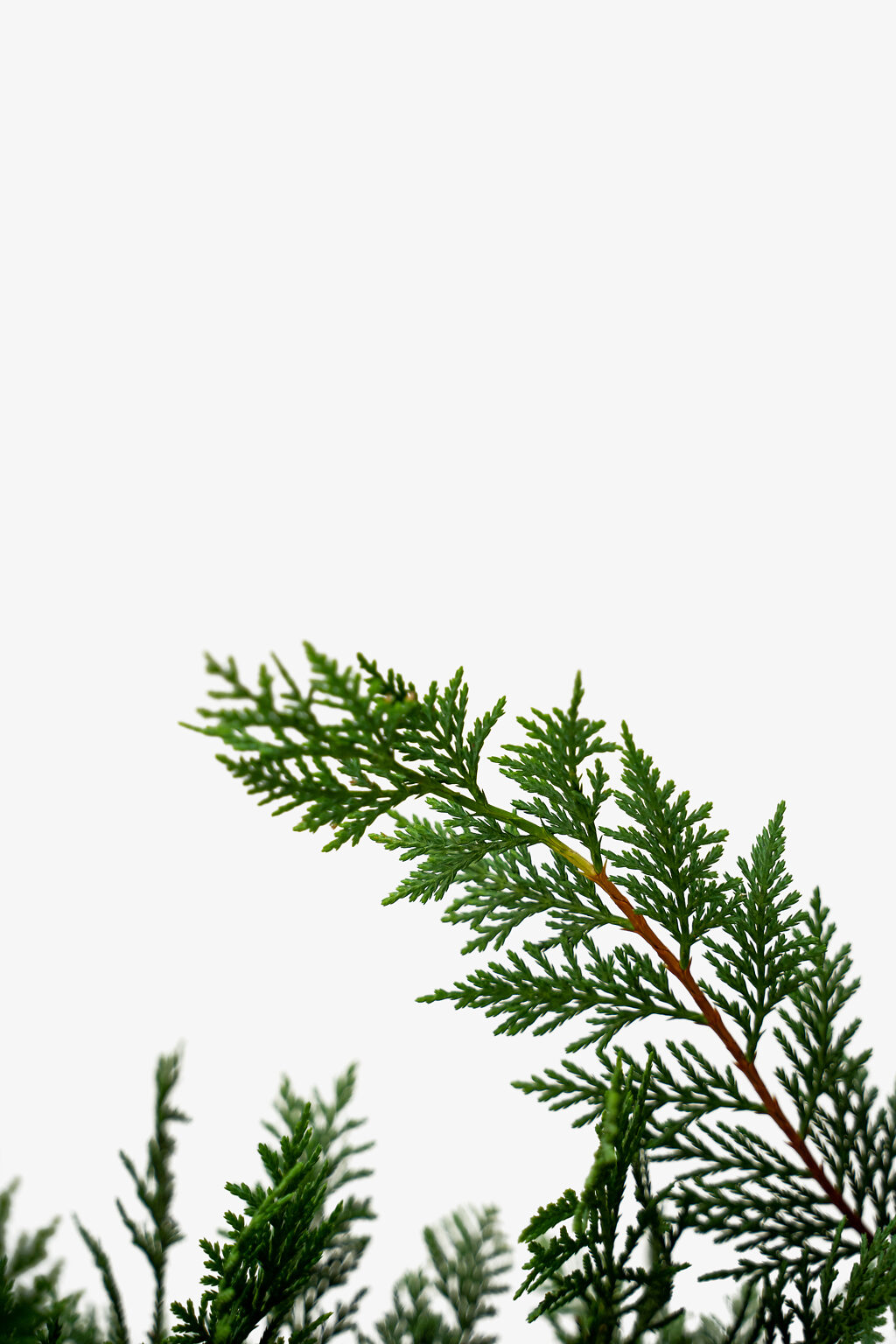 Leyland Cypress Trees for Sale | Buy Leyland Cypress | The Tree Center