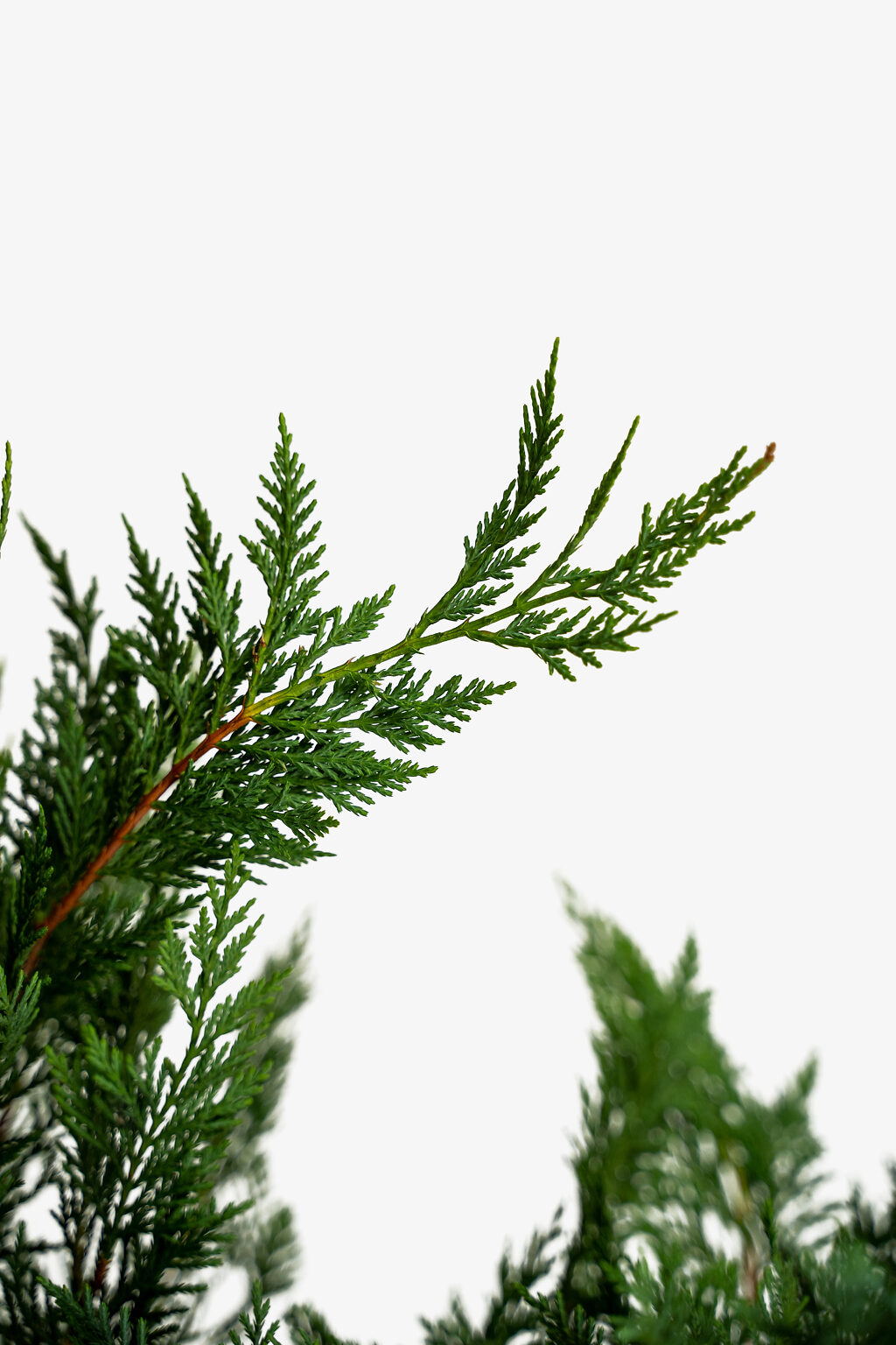Leyland Cypress Trees for Sale | Buy Leyland Cypress | The Tree Center