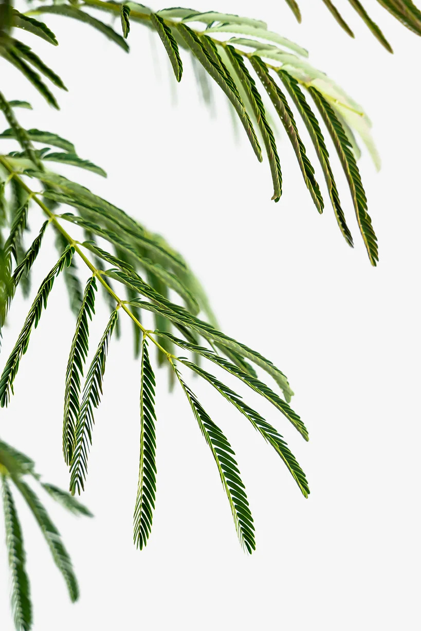 Mimosa Tree For Sale Online | The Tree Center