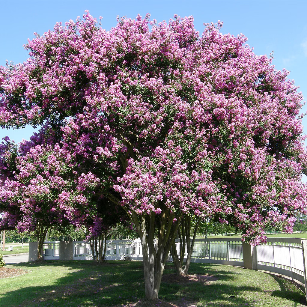 Buy Muskogee Crape Myrtle Online | The Tree Center