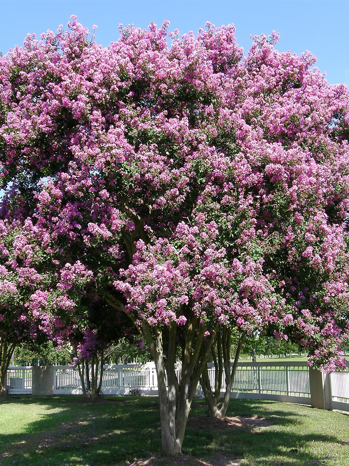 Tuscarora Crape Myrtle For Sale Online | The Tree Center