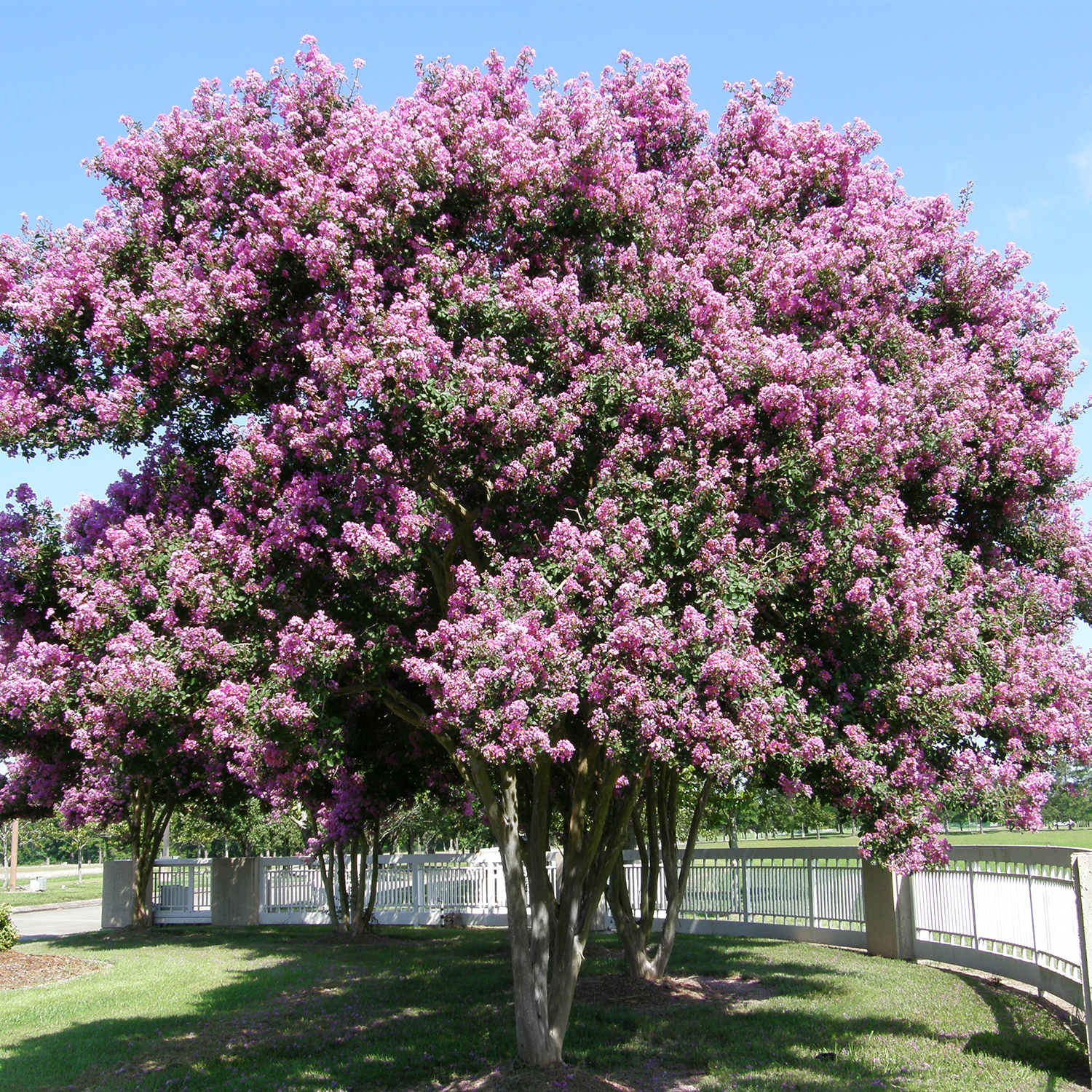 Buy Muskogee Crape Myrtle Online | The Tree Center