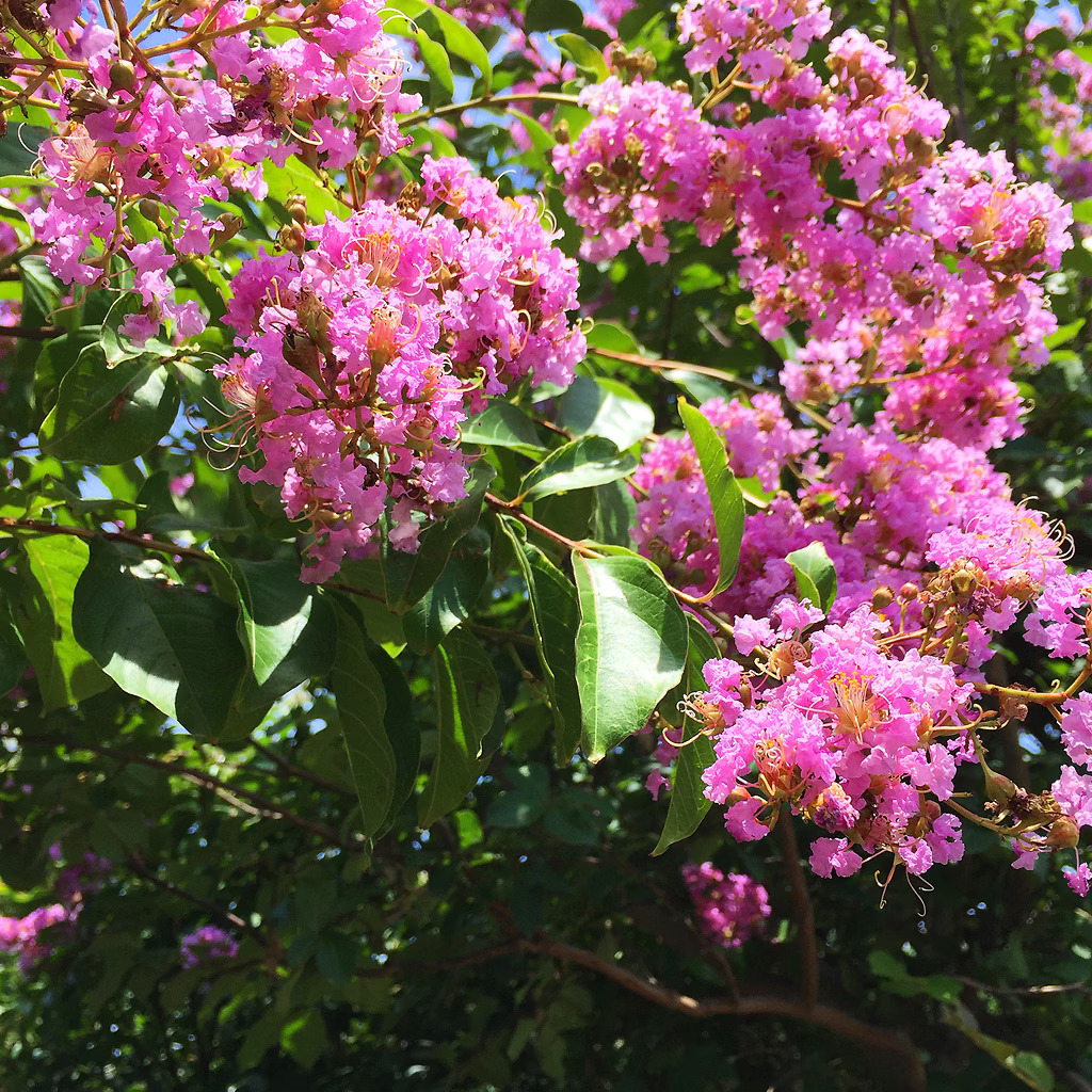 Buy Muskogee Crape Myrtle Online | The Tree Center
