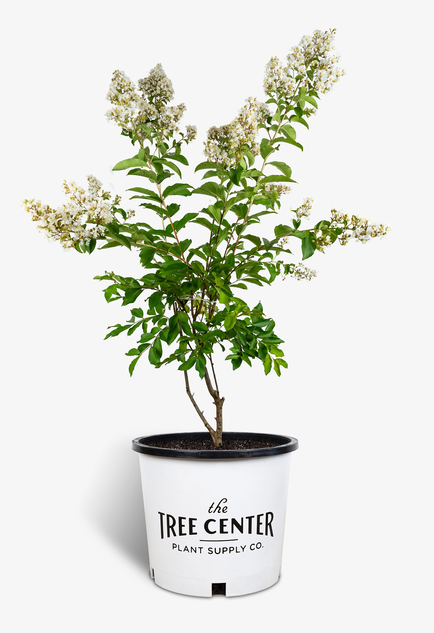 Buy Natchez Crape Myrtle Online | The Tree Center