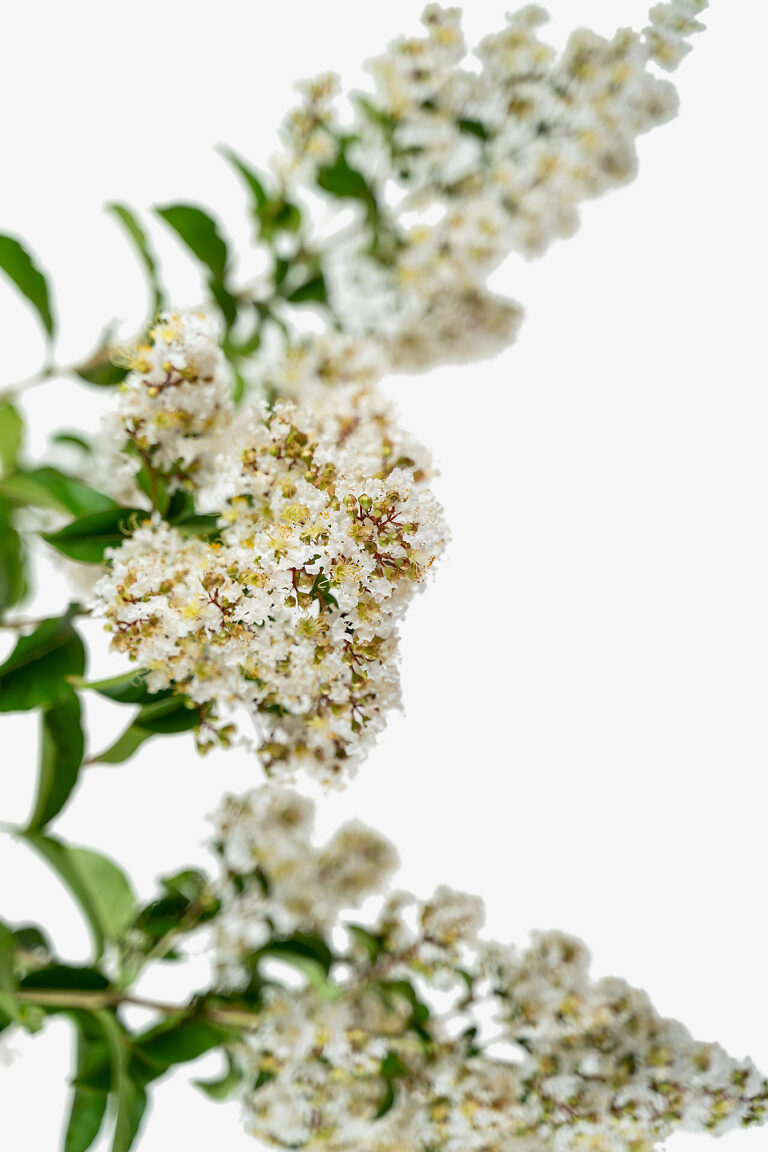 Buy Natchez Crape Myrtle Online | The Tree Center