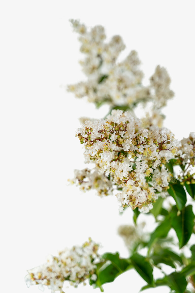 Buy Natchez Crape Myrtle Online | The Tree Center