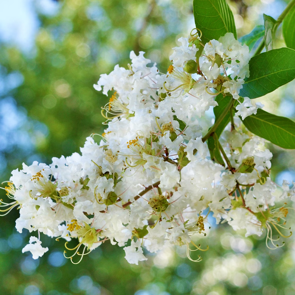 Buy Natchez Crape Myrtle Online | The Tree Center